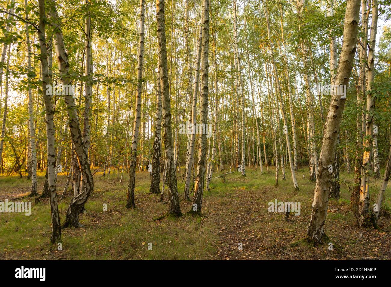 Silver birch tree forest at dusk at autumn faint path with leaves ...