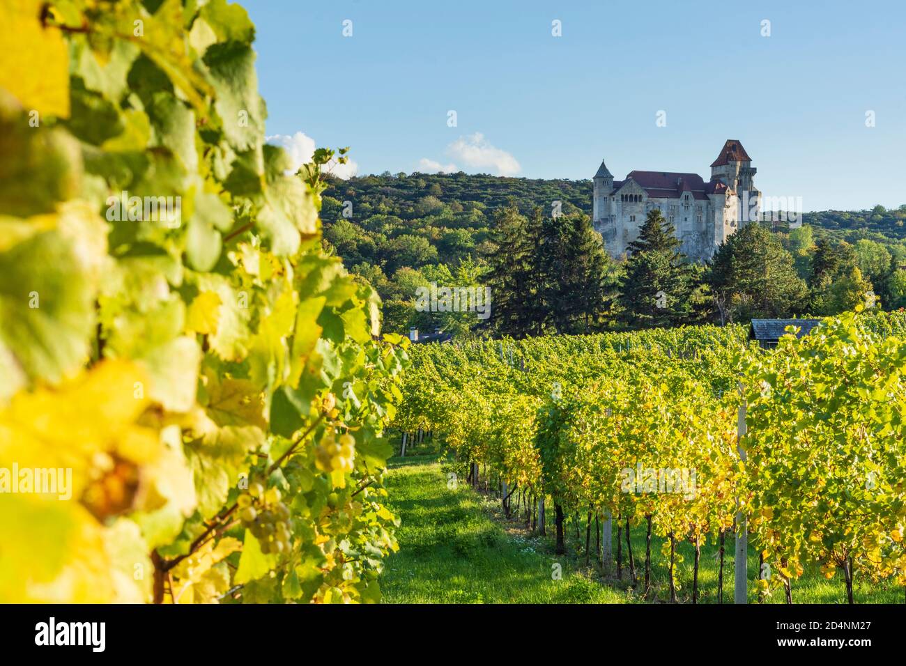 Vineyard in wienerwald vienna woods hi-res stock photography and images ...