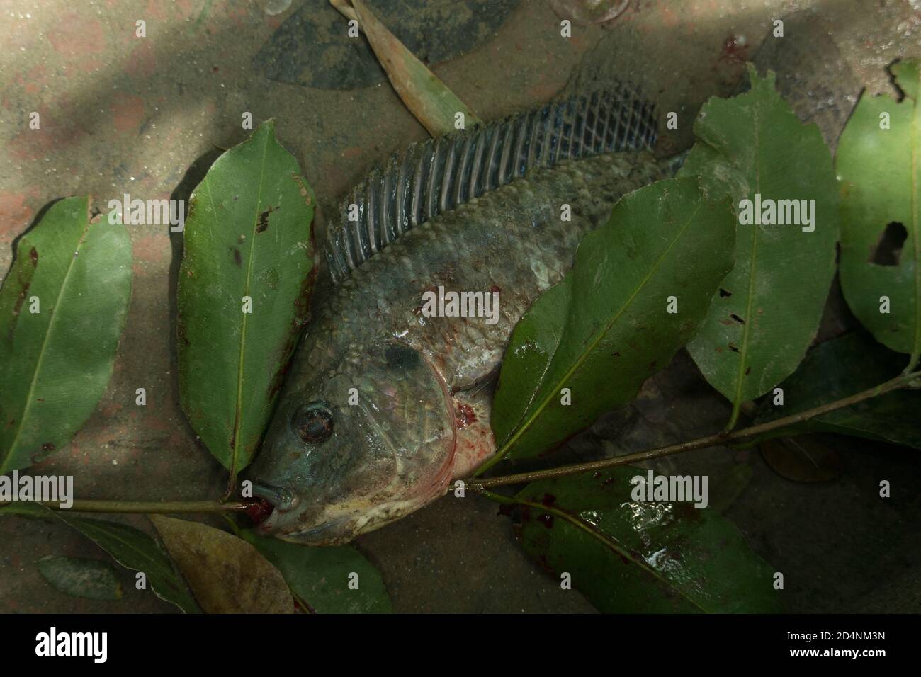 Green tilapia fish Catch prey Stock Photo - Alamy