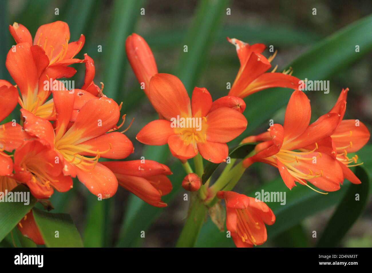 Beautiful orange flowers of Clivia, a plant native to Africa Stock ...
