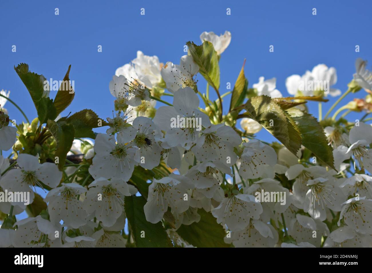 Apricot tree bloom Stock Photo - Alamy