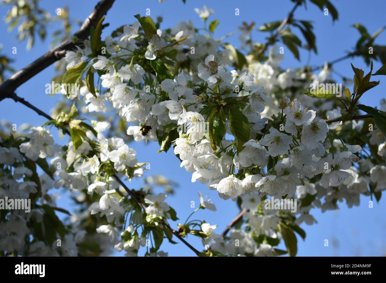 Red leaves apricot tree hi-res stock photography and images - Alamy