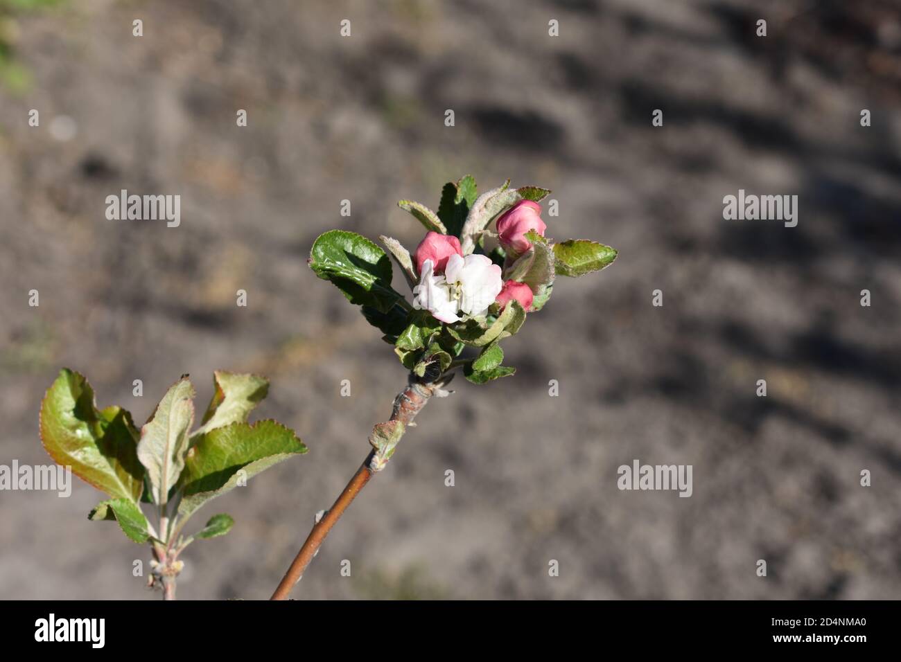 Apricot tree bloom Stock Photo - Alamy