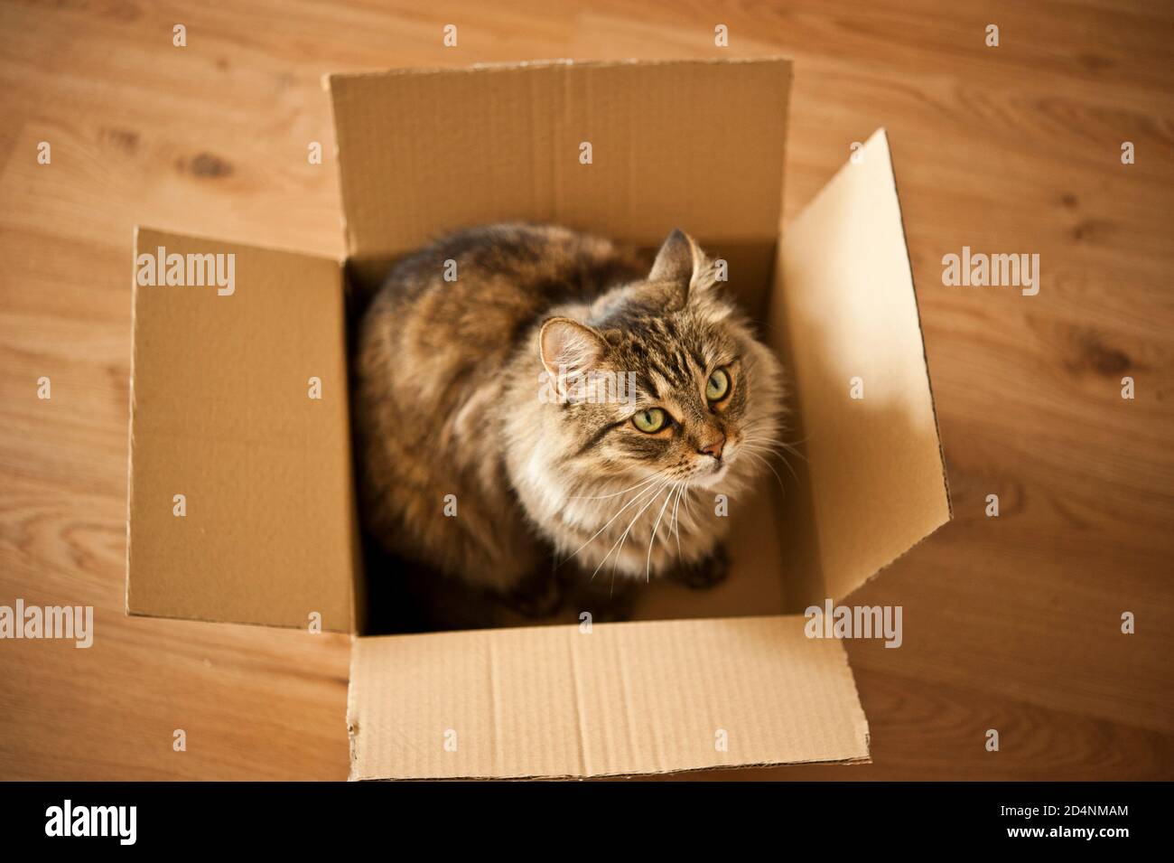 cat in a box Stock Photo - Alamy
