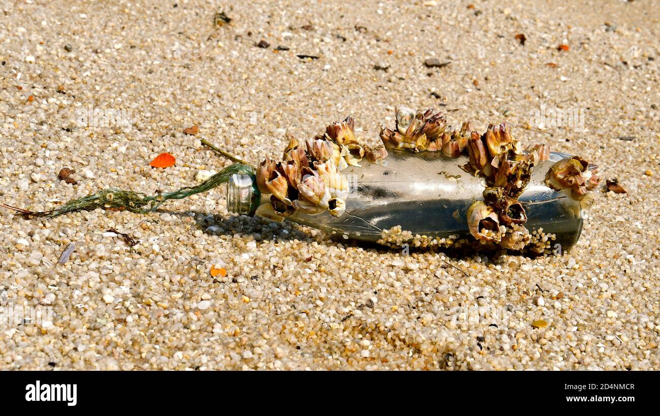 A barnacle covered bottle washed up on a sandy beach Stock Photo - Alamy