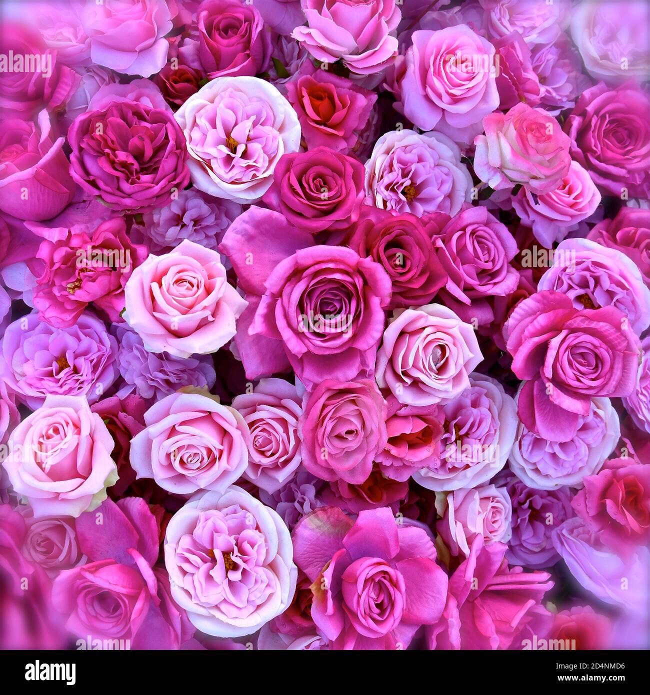 Full bloom rose aerial hi-res stock photography and images - Alamy