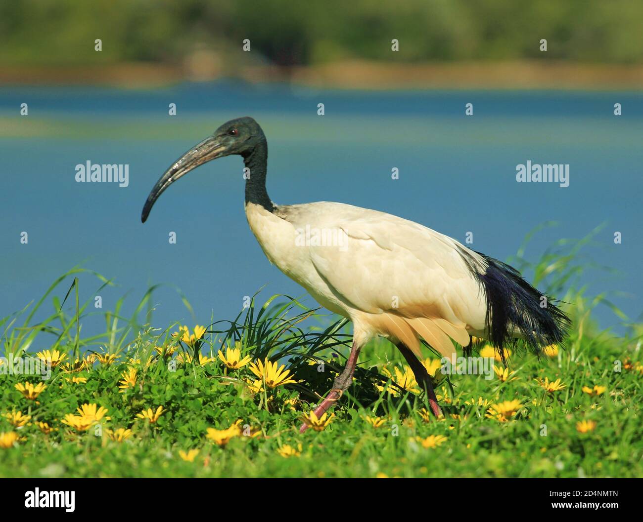 The African sacred ibis (Threskiornis aethiopicus) is a species of ibis ...