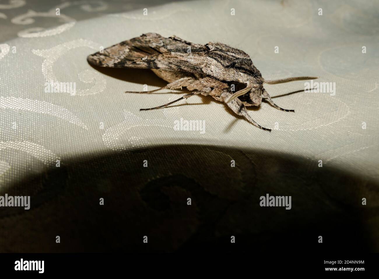 The beautiful giant silk moth butterfly Stock Photo - Alamy