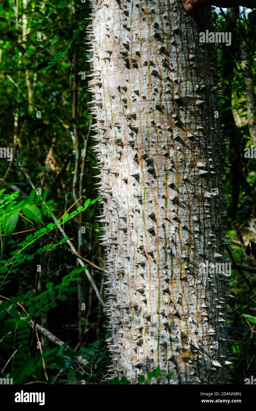 Sandbox tree hi-res stock photography and images - Alamy