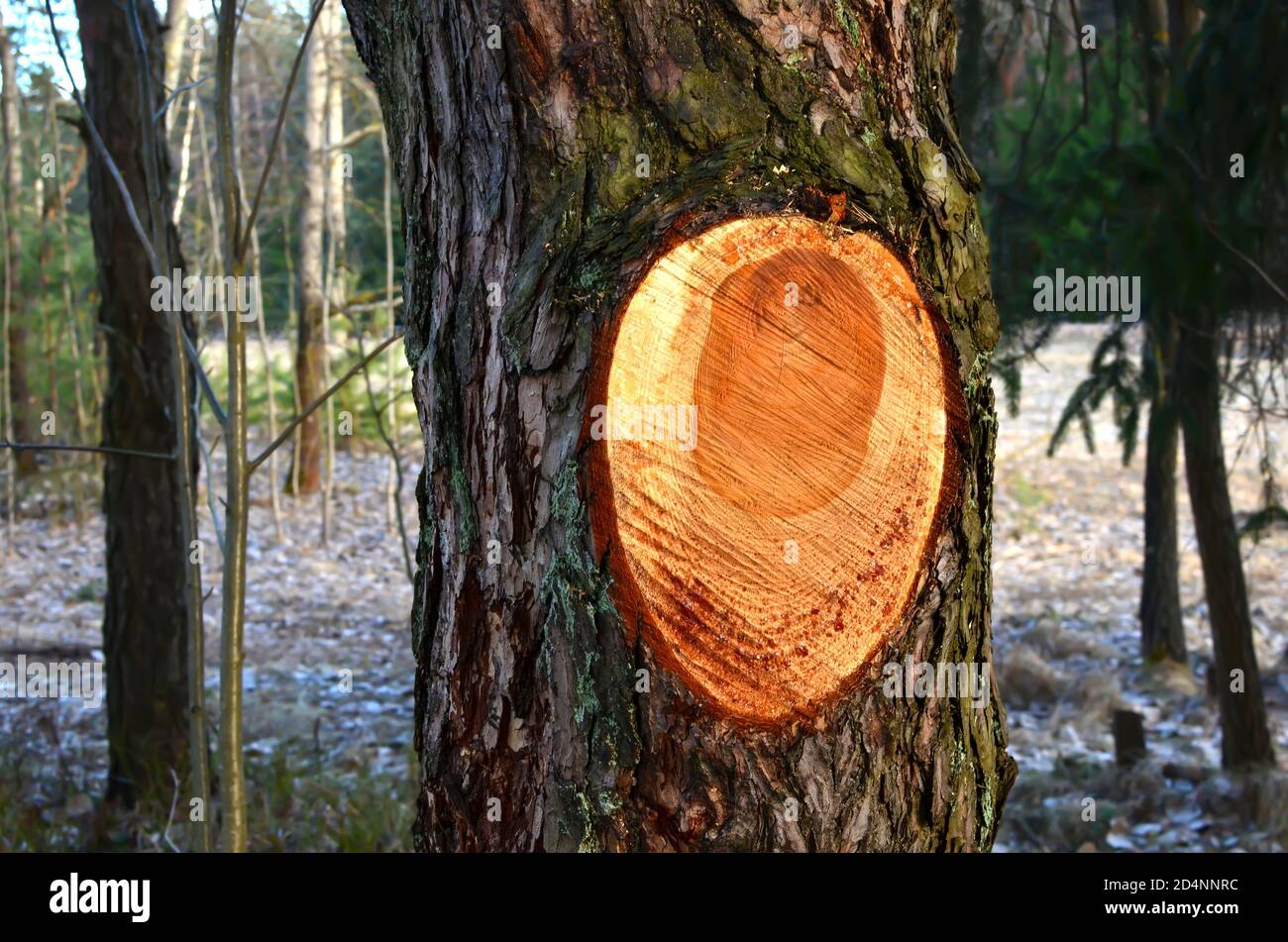 Cut of sawn wood hi-res stock photography and images - Alamy