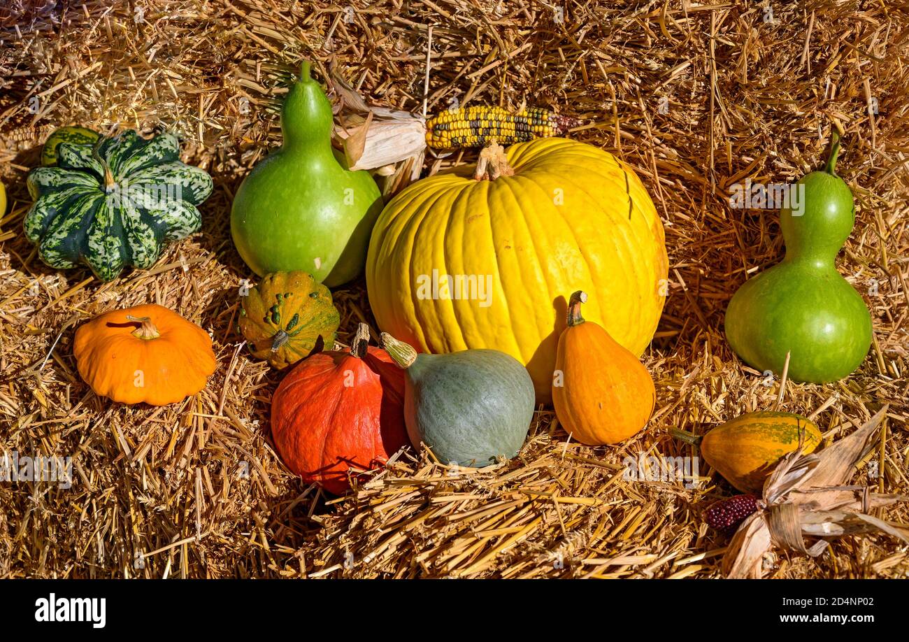 Different shapes of squash hi-res stock photography and images - Alamy