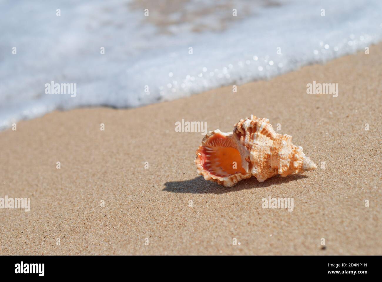 Conch shell on beach with waves Stock Photo - Alamy