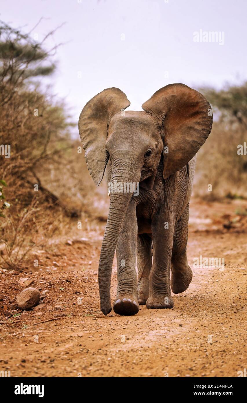 Happy as an elephant hi-res stock photography and images - Alamy