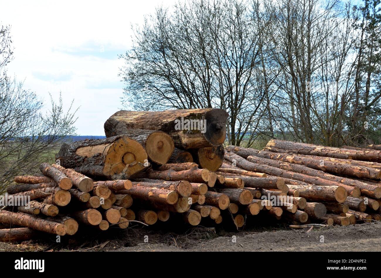 Logs stacked on logging and woodworking industry. A stock pile of ...