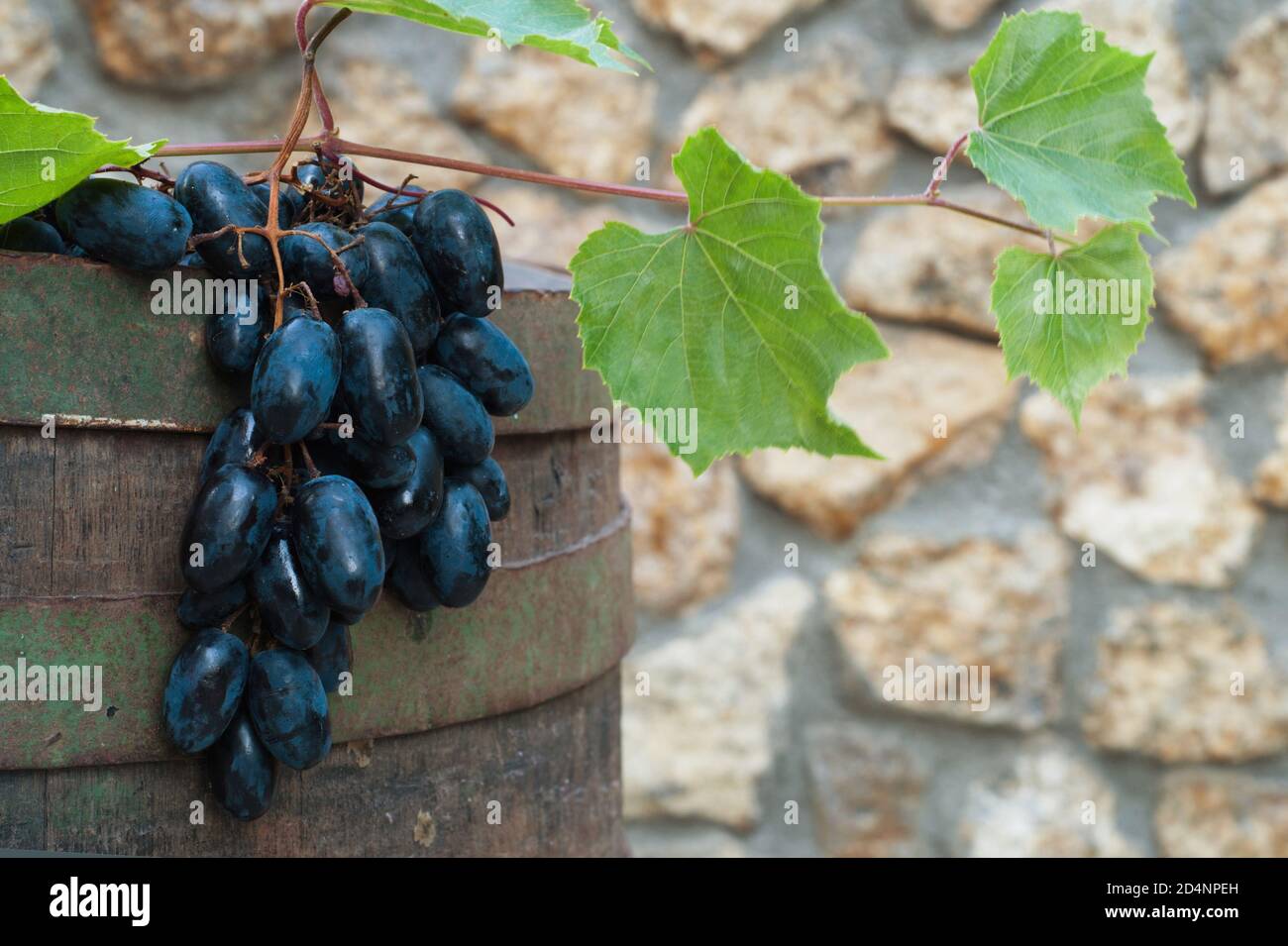 Wine barrel and grape vine Stock Photo - Alamy