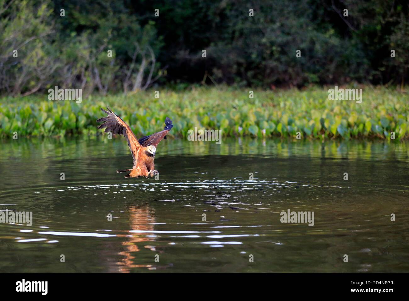 Black-collared Hawk (Busarellus nigricollis) Striking at a Fish, in Rio ...