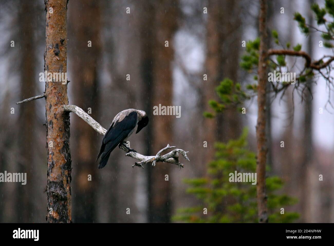Hooded Crow (Corvus cornix, aka Grey Crow), on a Branch. With head bent ...