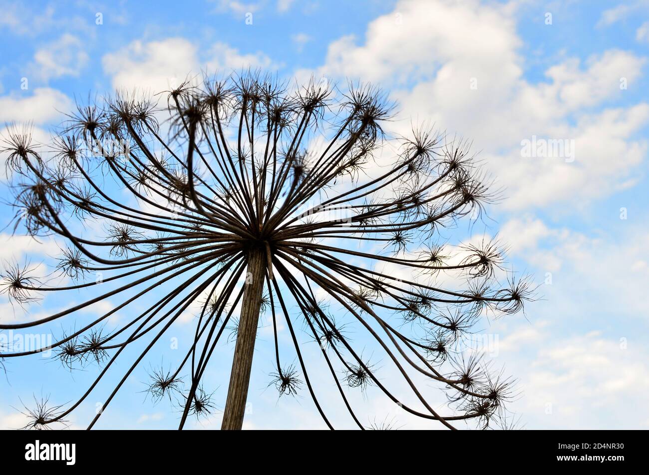 A huge flower on a background of blue sky with white clouds. Sosnowsky ...