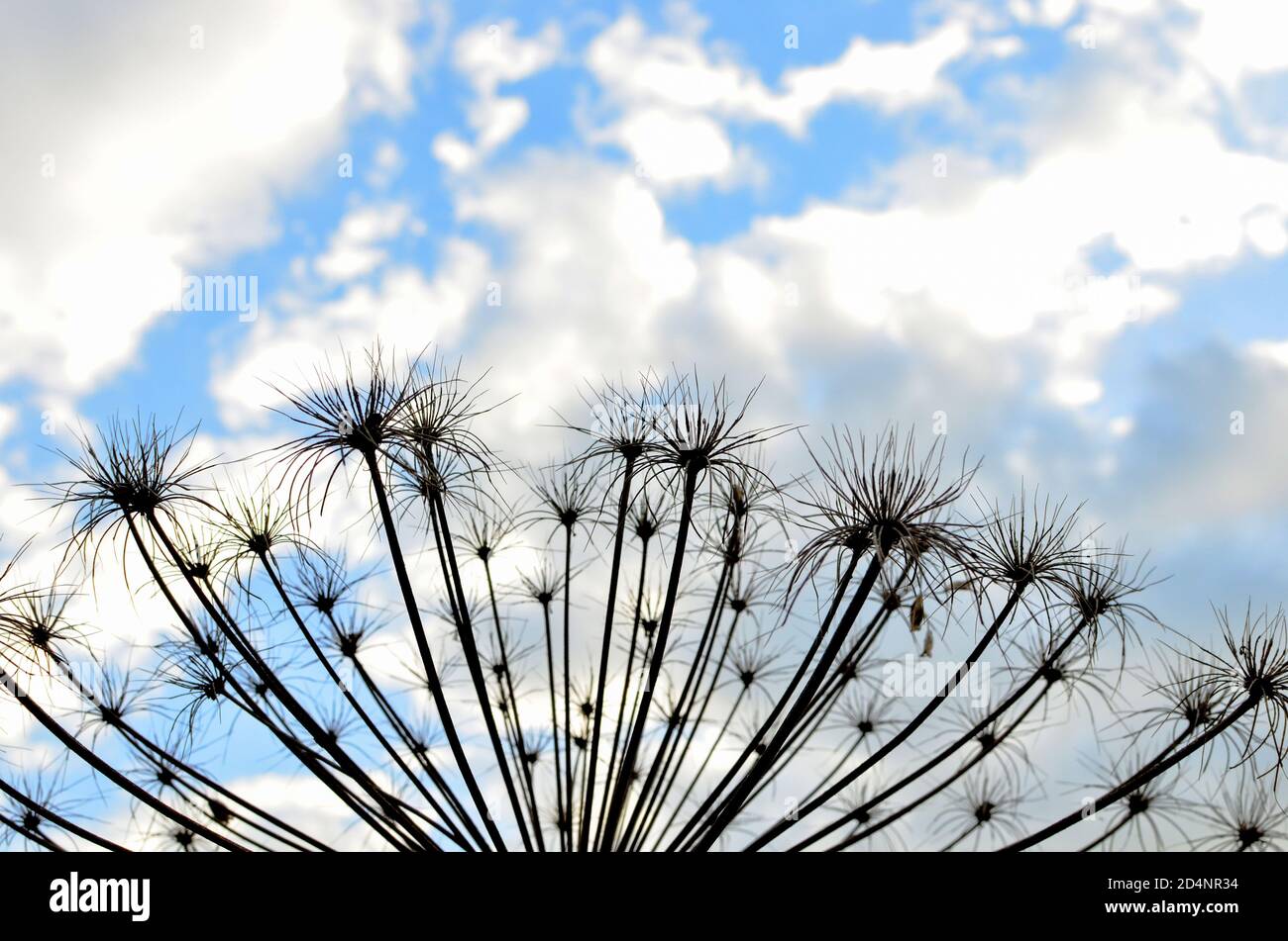 A huge flower on a background of blue sky with white clouds. Sosnowsky ...