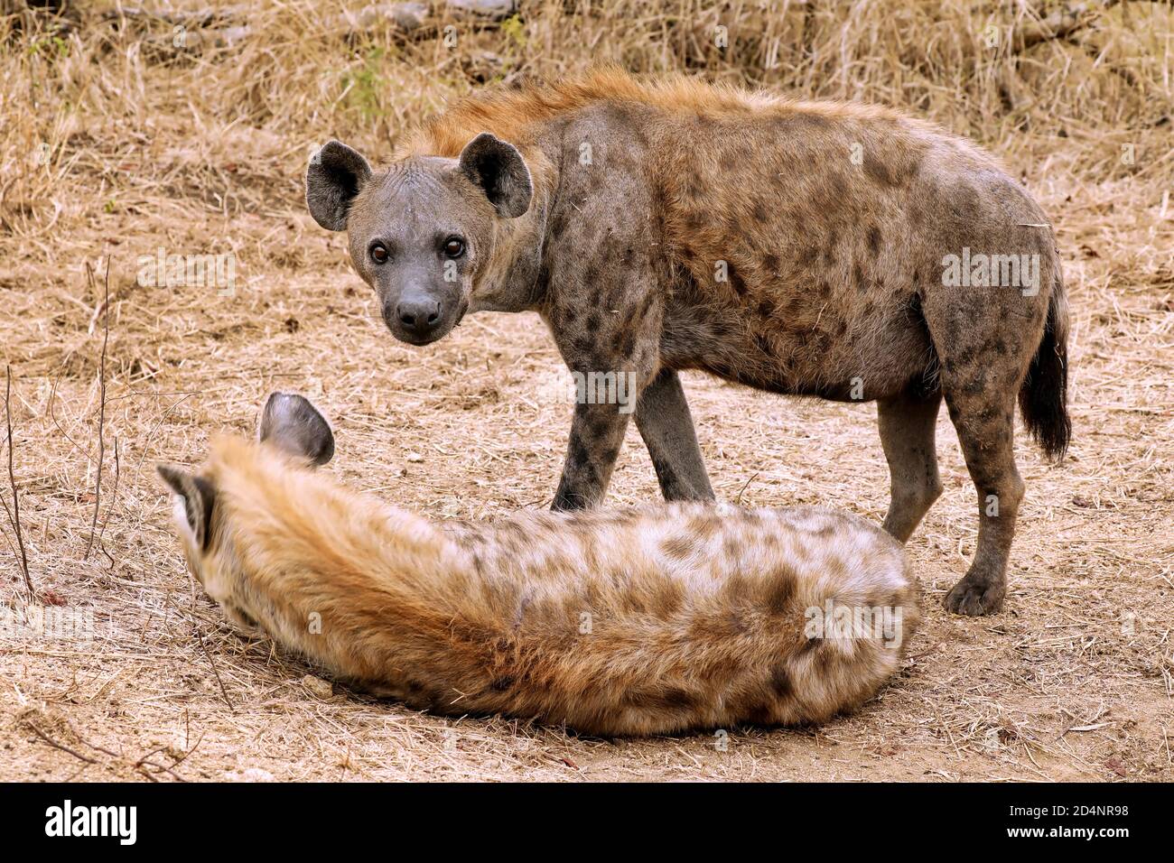 Hyaenen hyaenidae hi-res stock photography and images - Alamy