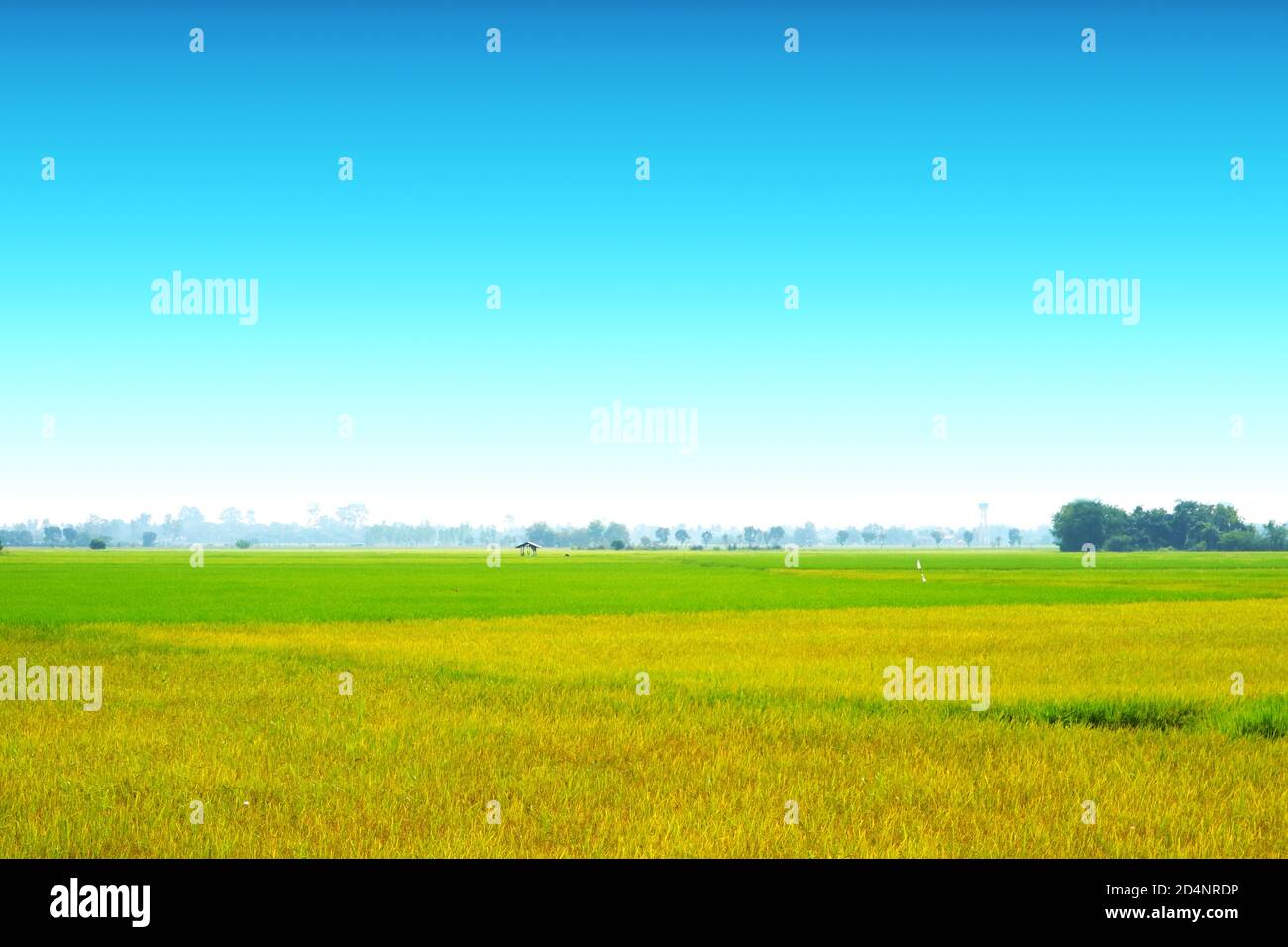 agriculture jasmine rice farm and soft fog in morning blue sky white ...