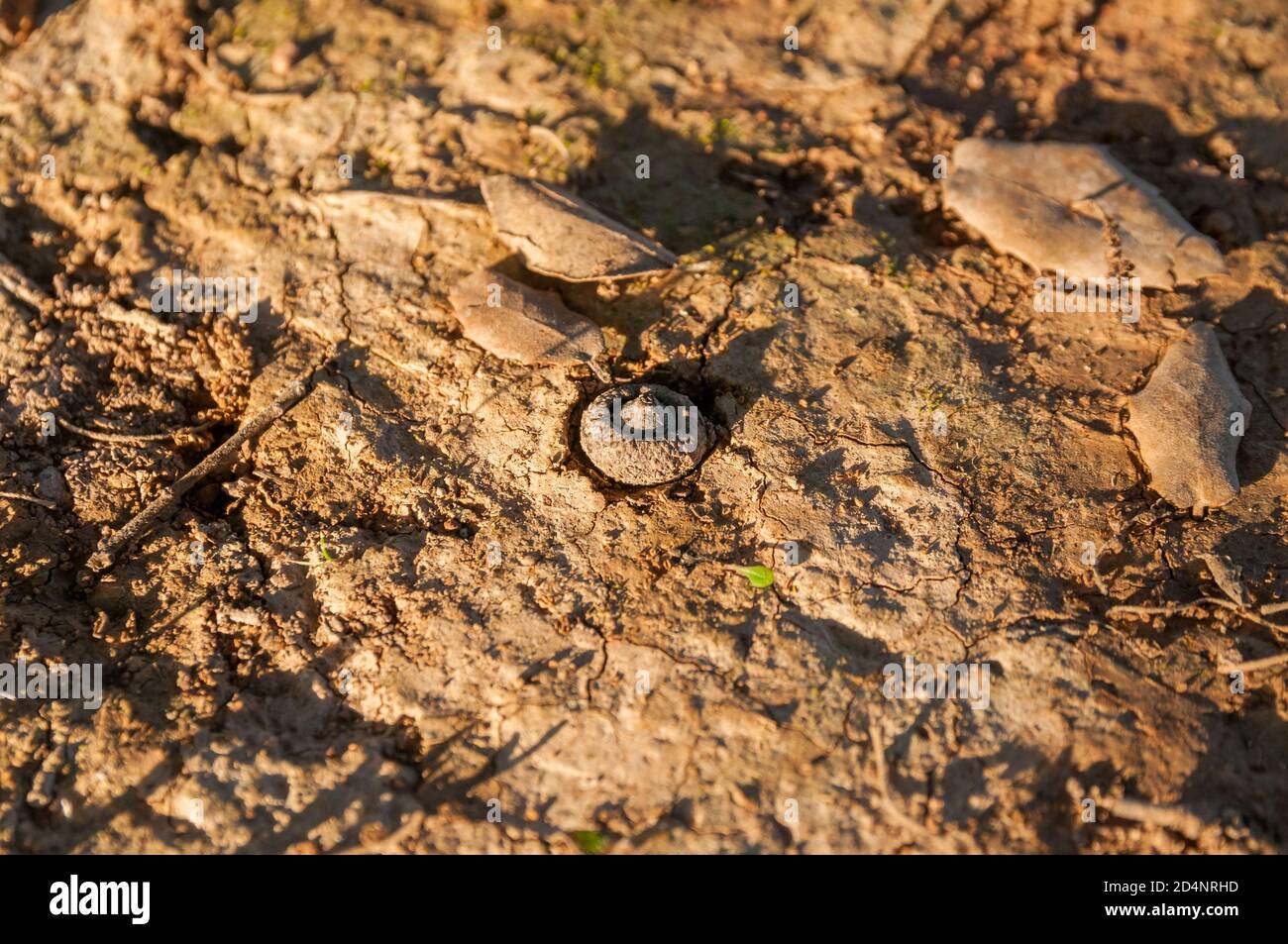 acorn rooting, holly oak, Quercus ilex, Catalonia, Spain Stock Photo ...