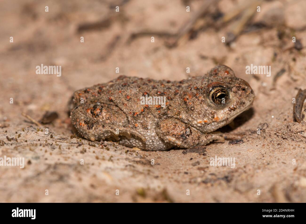 Sapo natterjack hi-res stock photography and images - Alamy