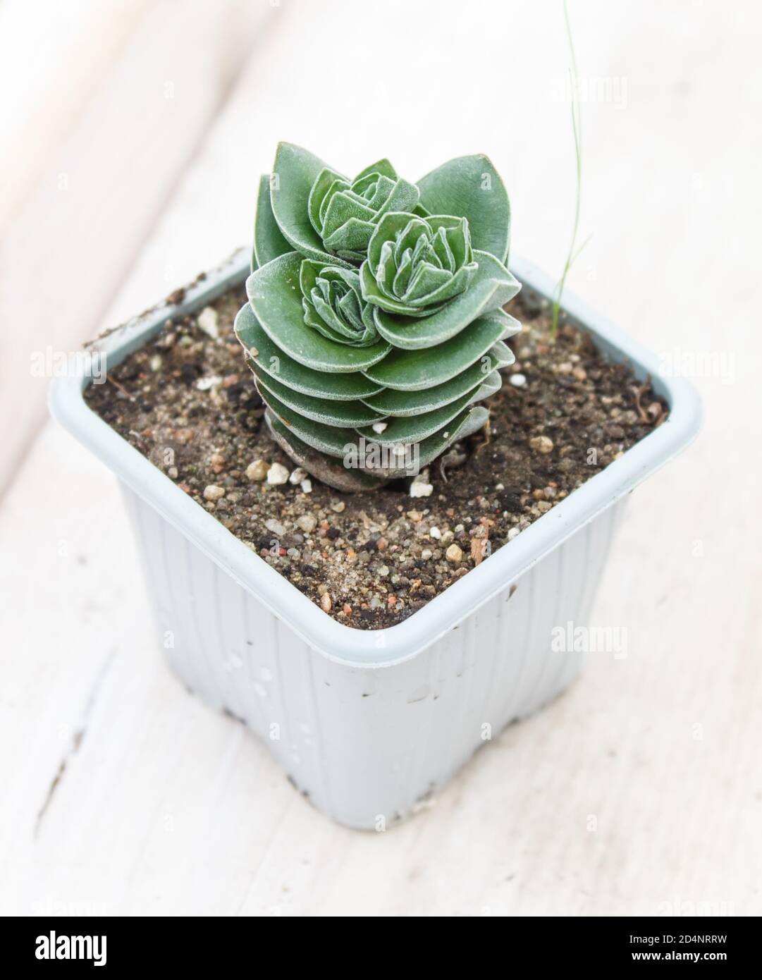 beautiful succulent plant in greenhouse. Closeup, floral patterns ...