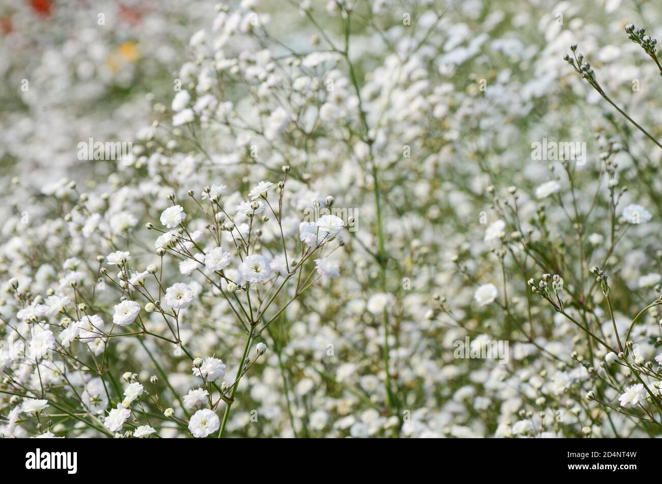 Gypsophila paniculata flower Stock Photo - Alamy