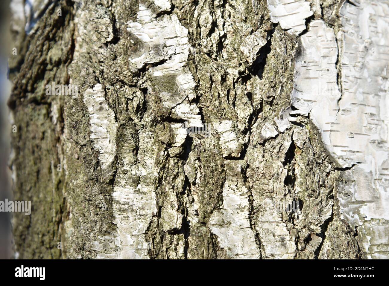 Natural background of the birch tree trunk bark. White wood texture ...
