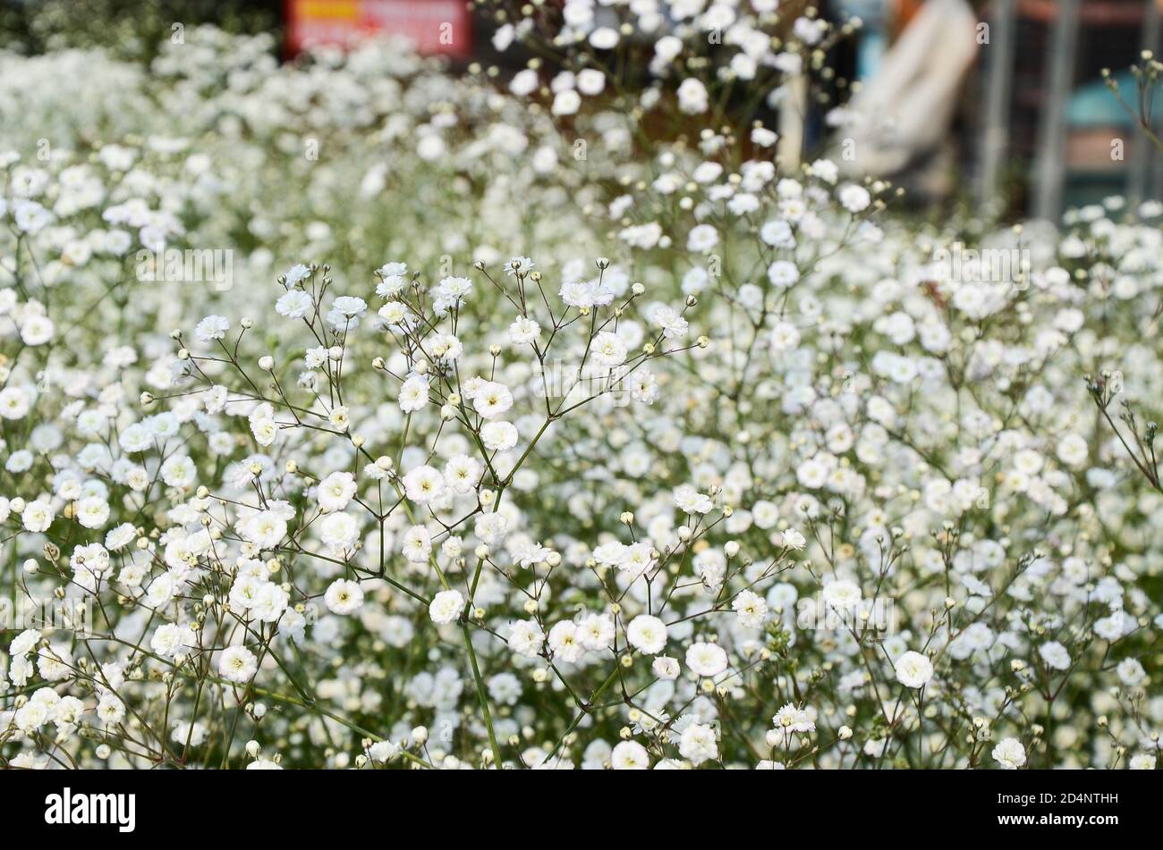 Gypsophila paniculata flower hi-res stock photography and images - Alamy