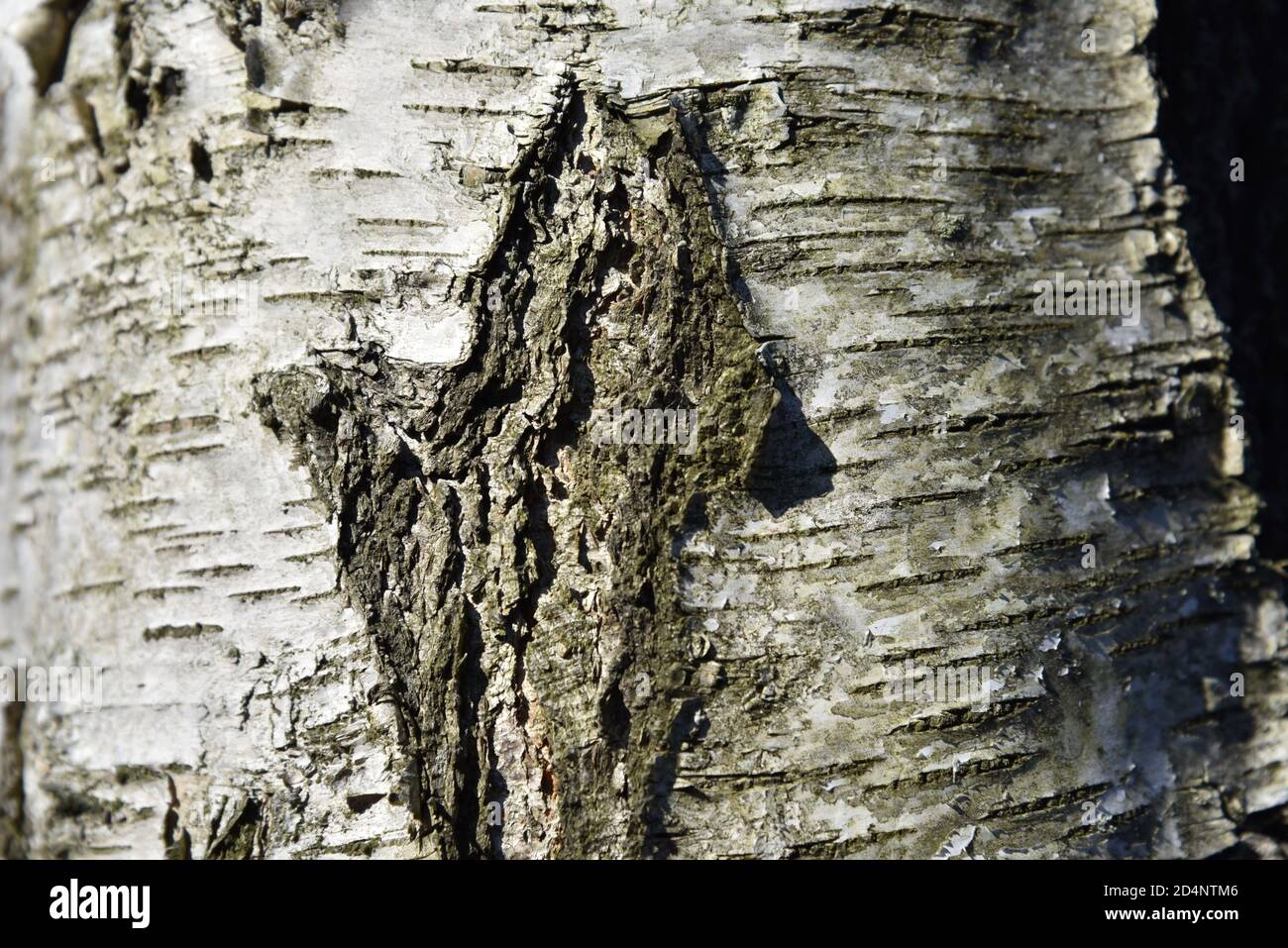 Natural background of the birch tree trunk bark. White wood texture ...