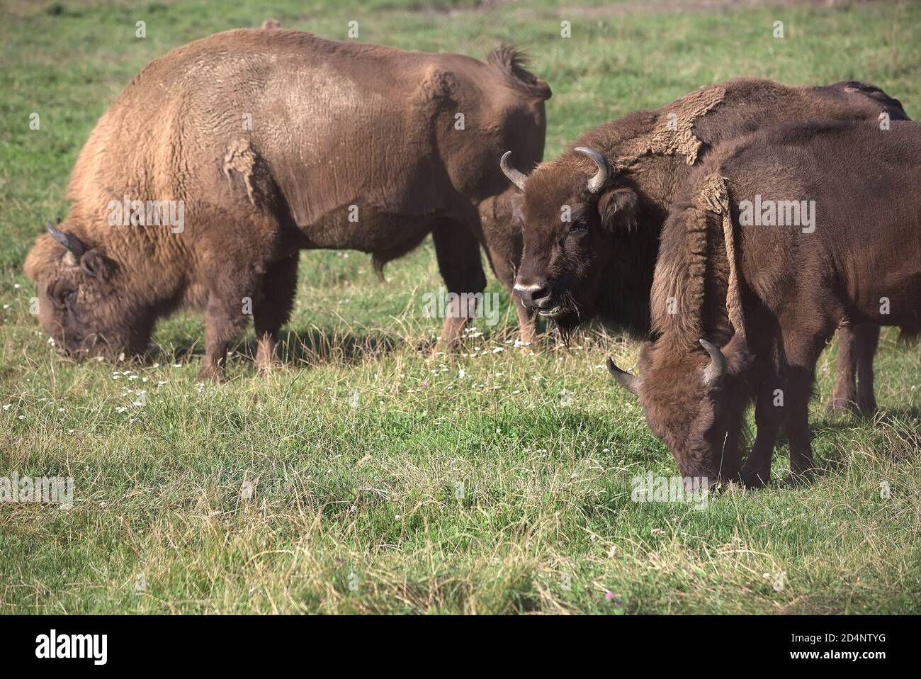 Brown bison hi-res stock photography and images - Alamy