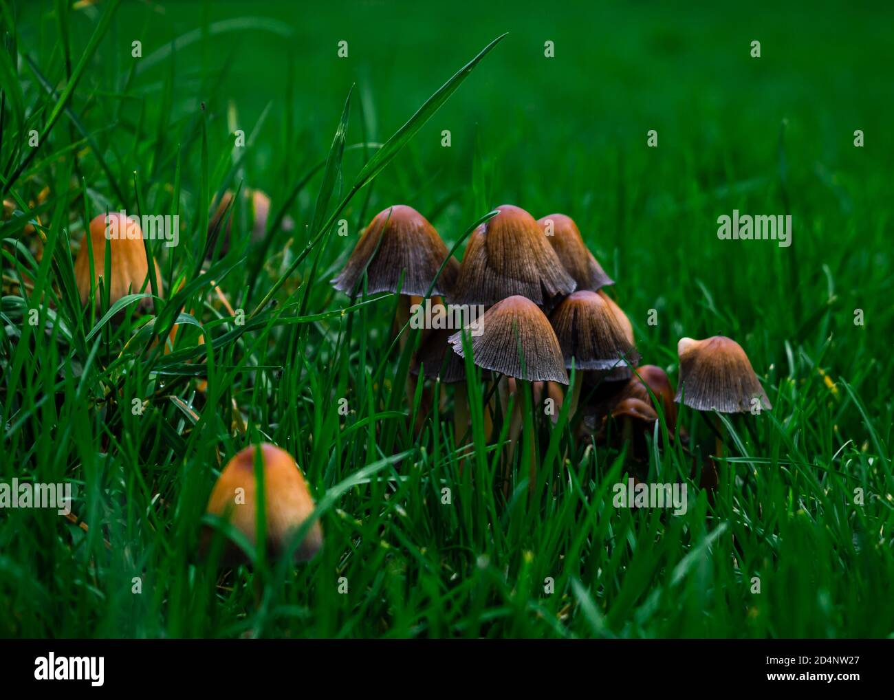 Different mushroom caps hi-res stock photography and images - Alamy