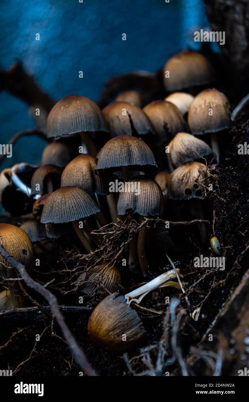 Mica soil hi-res stock photography and images - Alamy