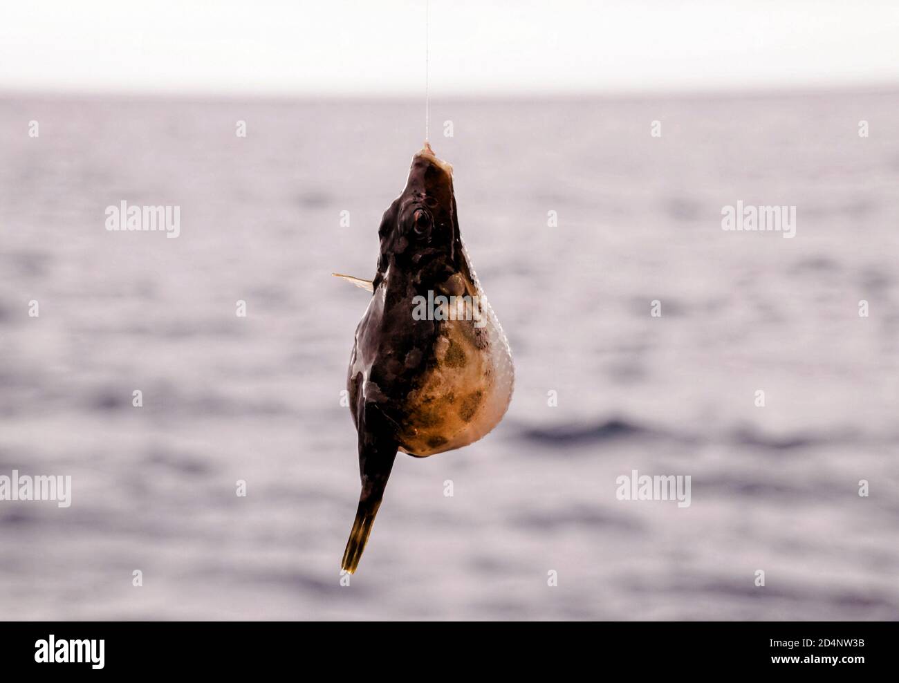 One Sea Fish Hooked Stock Photo - Alamy