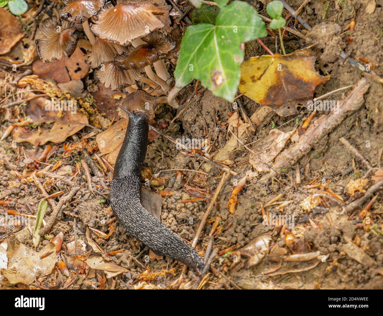 A black nudibranch is eating a mushroom in the forest Stock Photo - Alamy