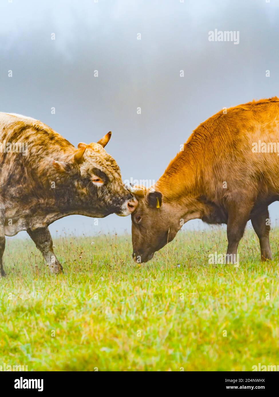 Cows loving hi-res stock photography and images - Alamy
