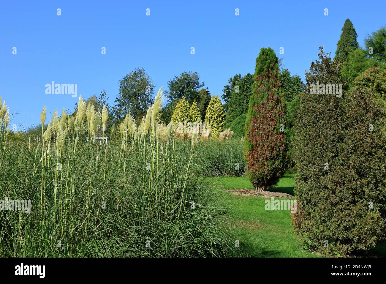 Sunningdale Silver in a woodland landscape Stock Photo - Alamy