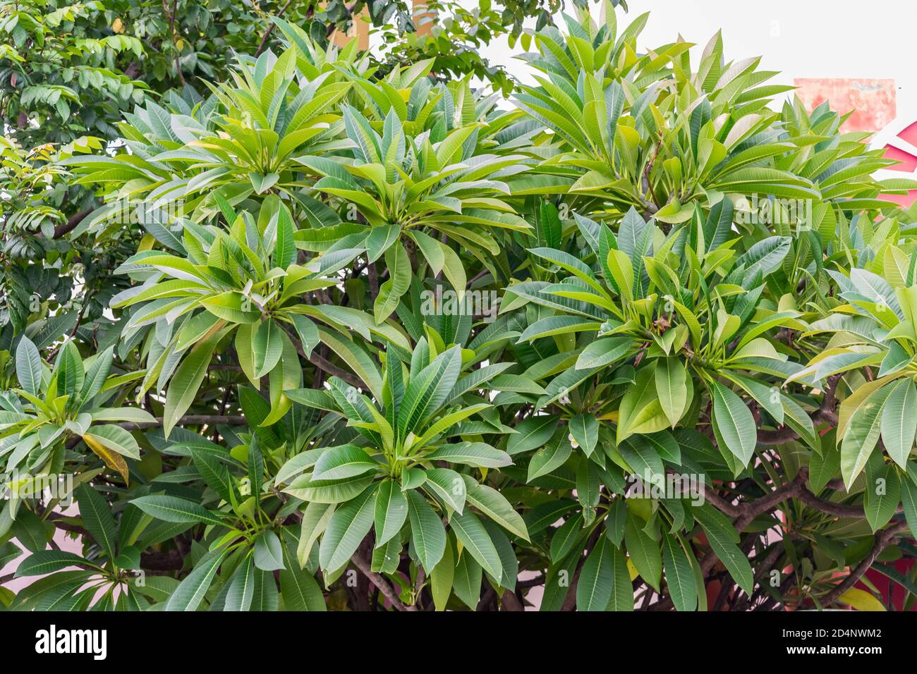 Indian tree close view looking awesome with flowers Stock Photo - Alamy