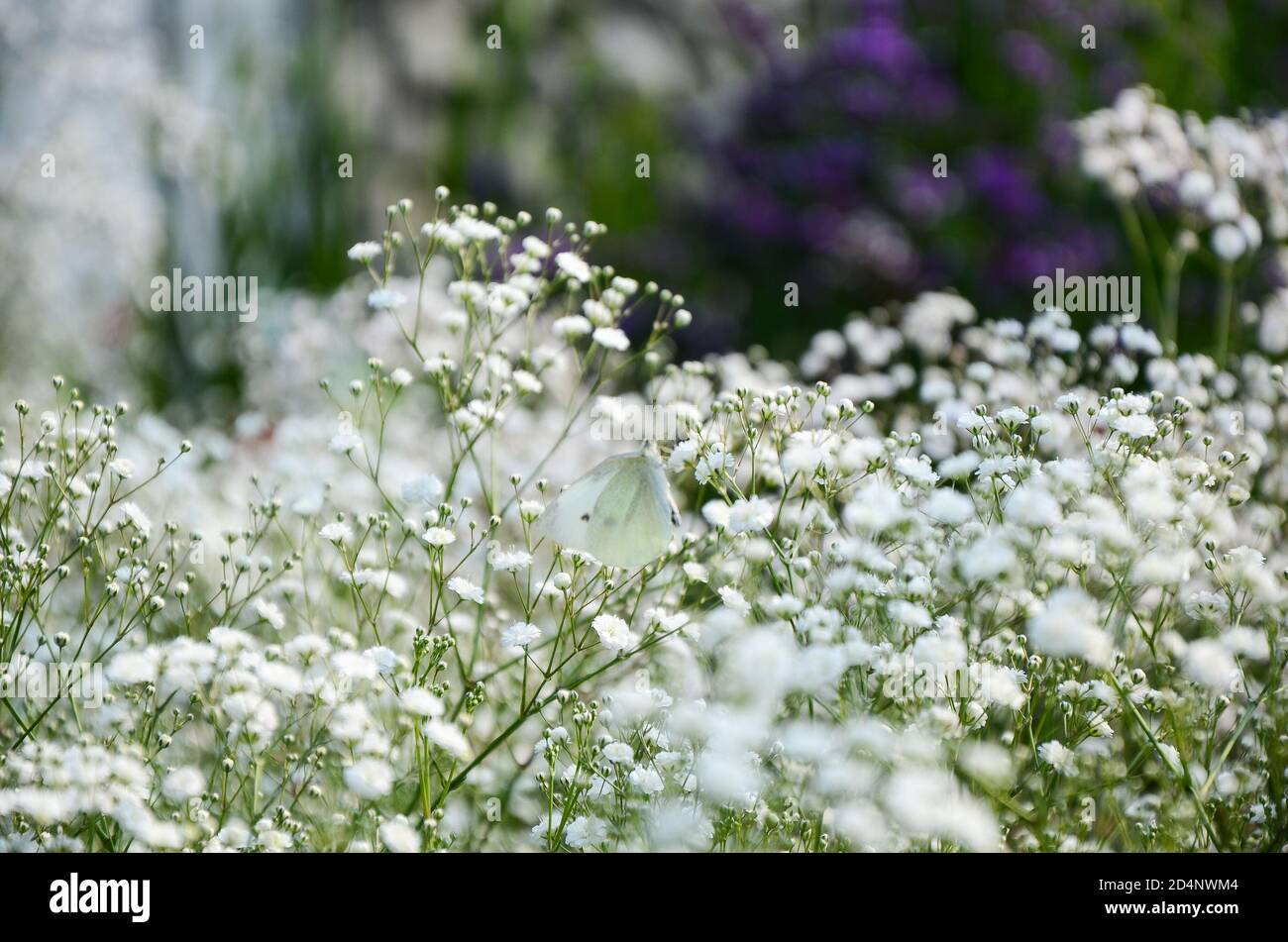 Gypsophila paniculata flower hi-res stock photography and images - Alamy