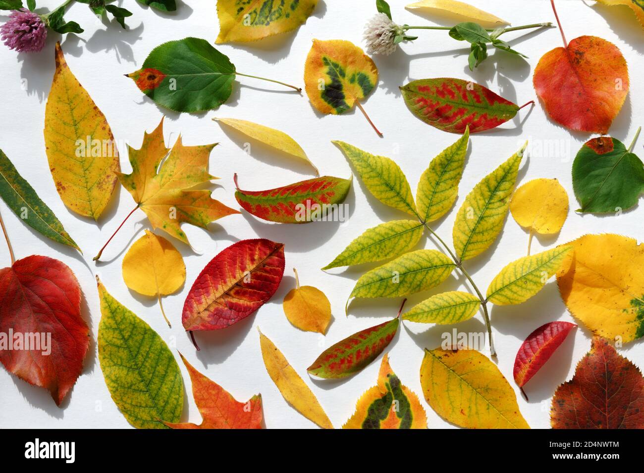 Autumn leaves of different trees are spread out on the surface. Bright ...