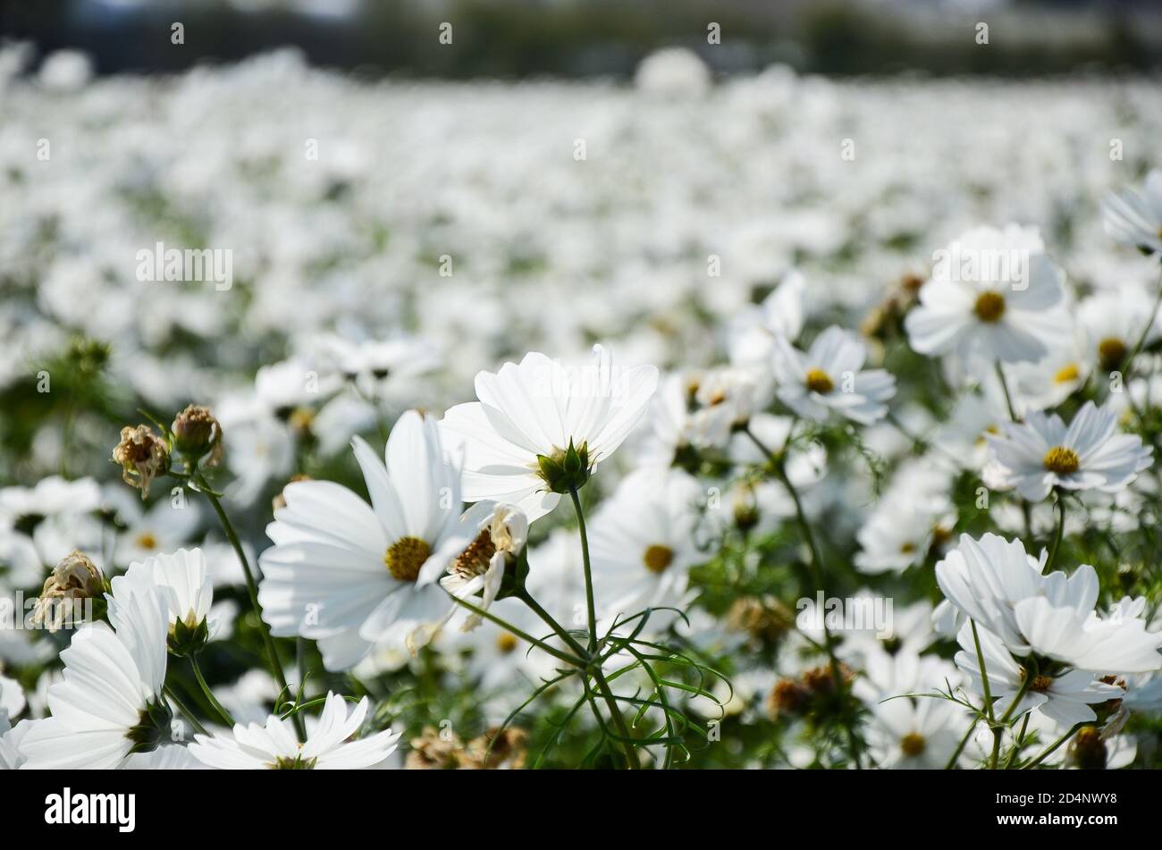 Gypsophila paniculata flower Stock Photo - Alamy