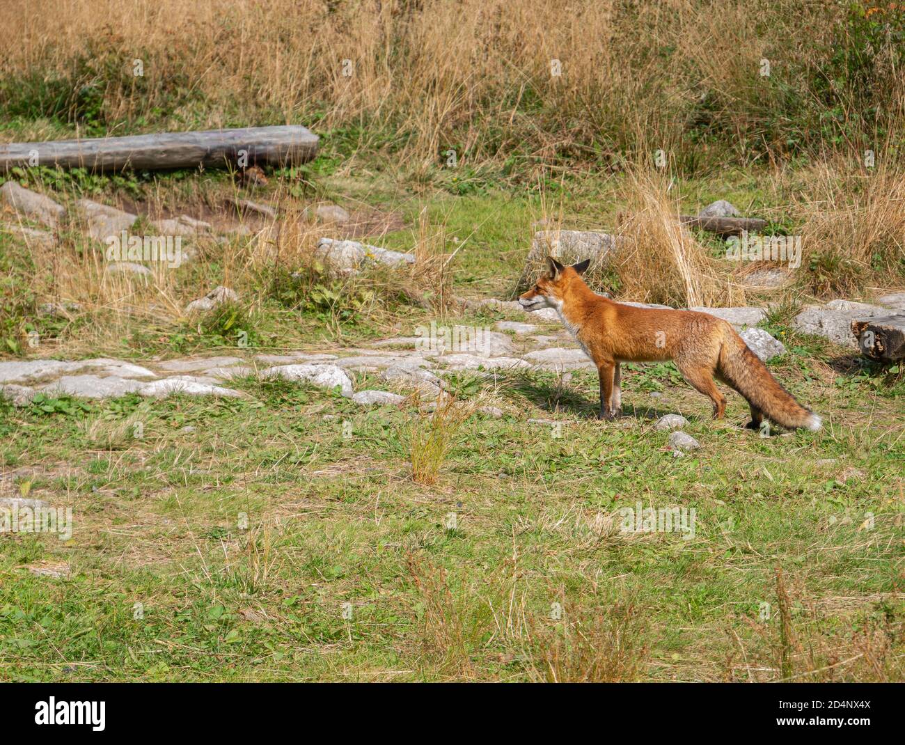 Beautiful red fox hi-res stock photography and images - Alamy