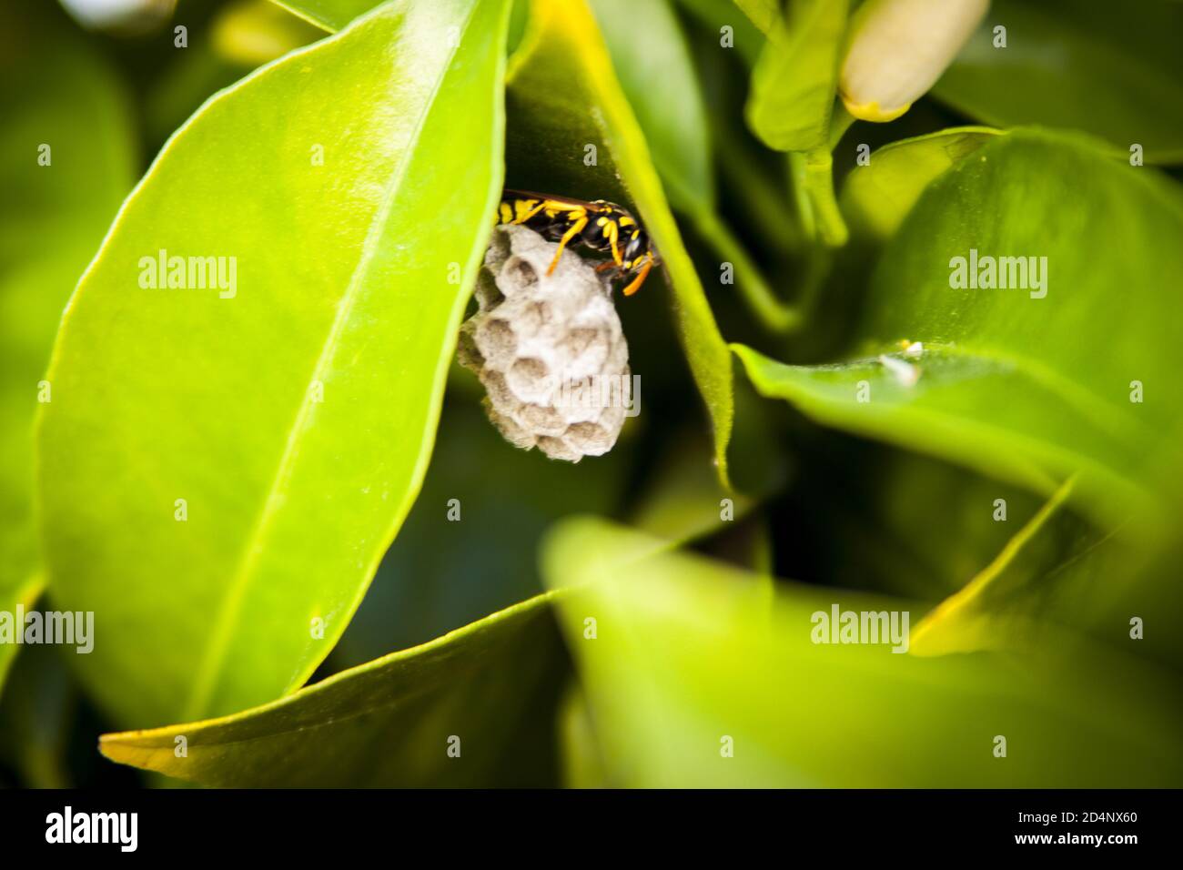 Closeup of a small wasp nest attached to a tree Stock Photo - Alamy