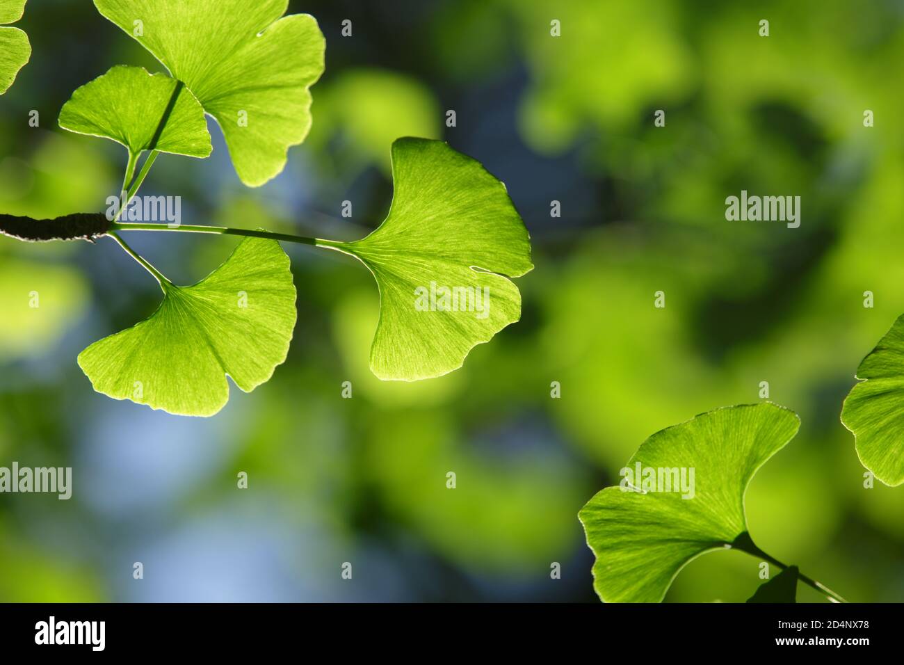 Ginkgo biloba tree hi-res stock photography and images - Alamy