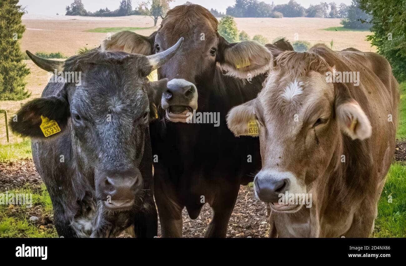 Milk cows germany hi-res stock photography and images - Alamy
