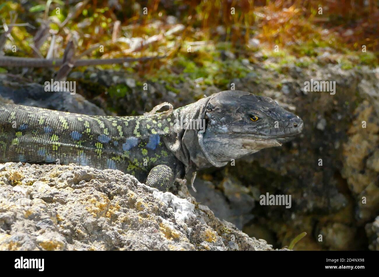 El Hierro Typical Lizard Tizon Stock Photo - Alamy