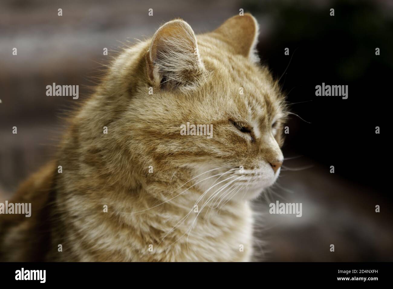 Side profile of a sleepy orange cat Stock Photo - Alamy