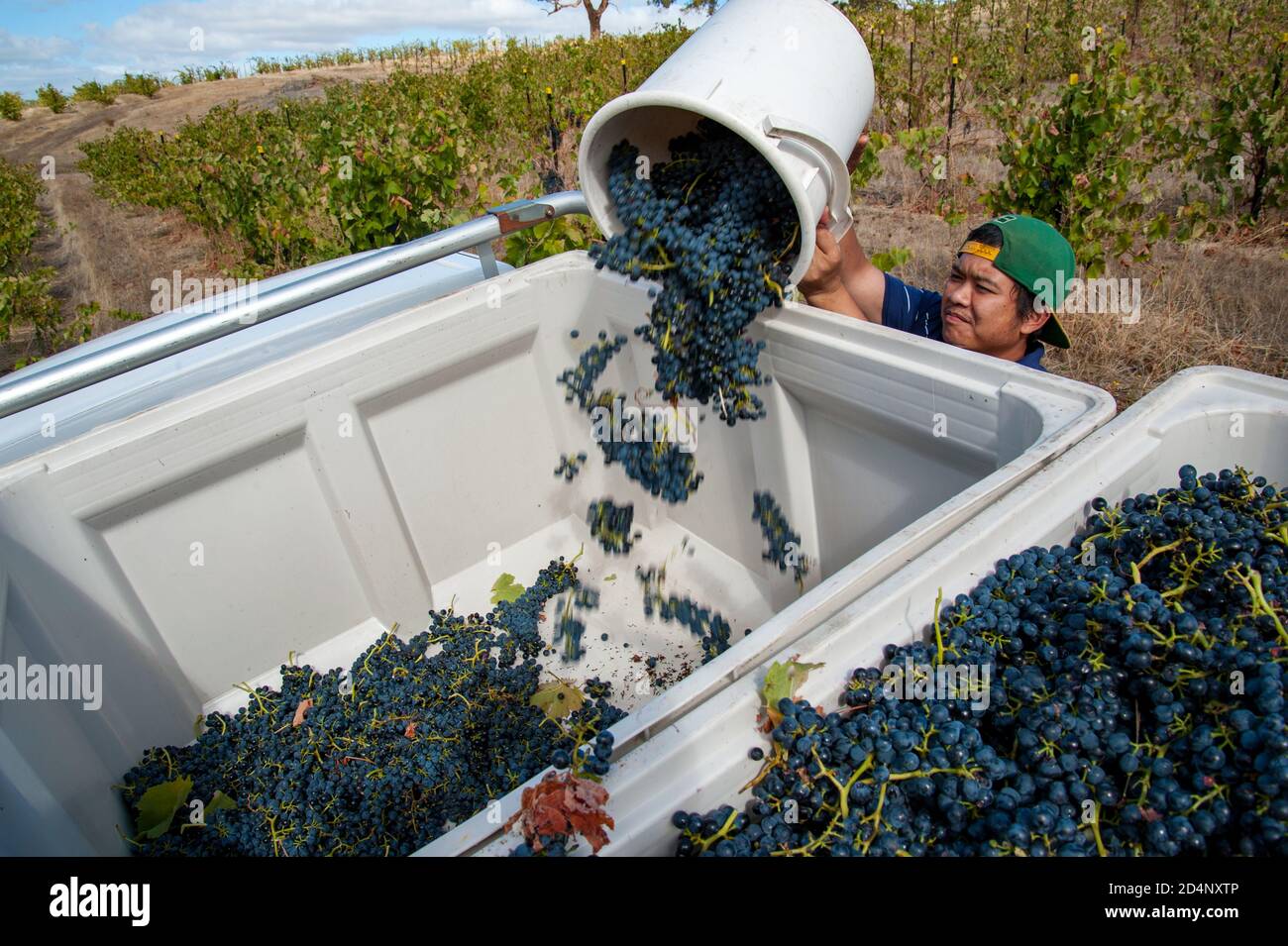 Vineyard workers hi-res stock photography and images - Alamy